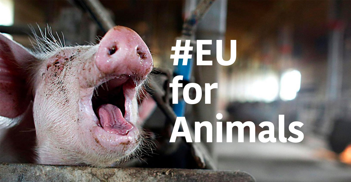 EU for Animals